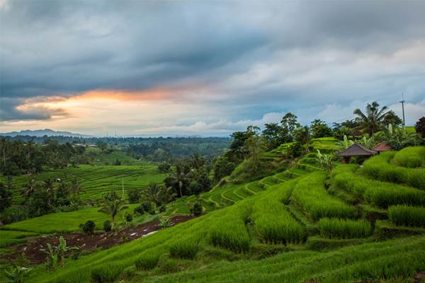 Jatiluwih Festival Kembali Digelar, Target 30% Peningkatan Kunjungan Jatiluwih Festival Kembali Digelar, Target 30% Peningkatan Kunjungan