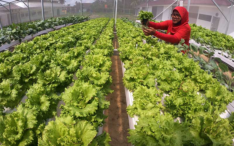 Usaha Pertanian Hidroponik Kembali Tren di Tengah Pandemi - Bisnis.com Usaha Pertanian Hidroponik Kembali Tren di Tengah Pandemi - Bisnis.com